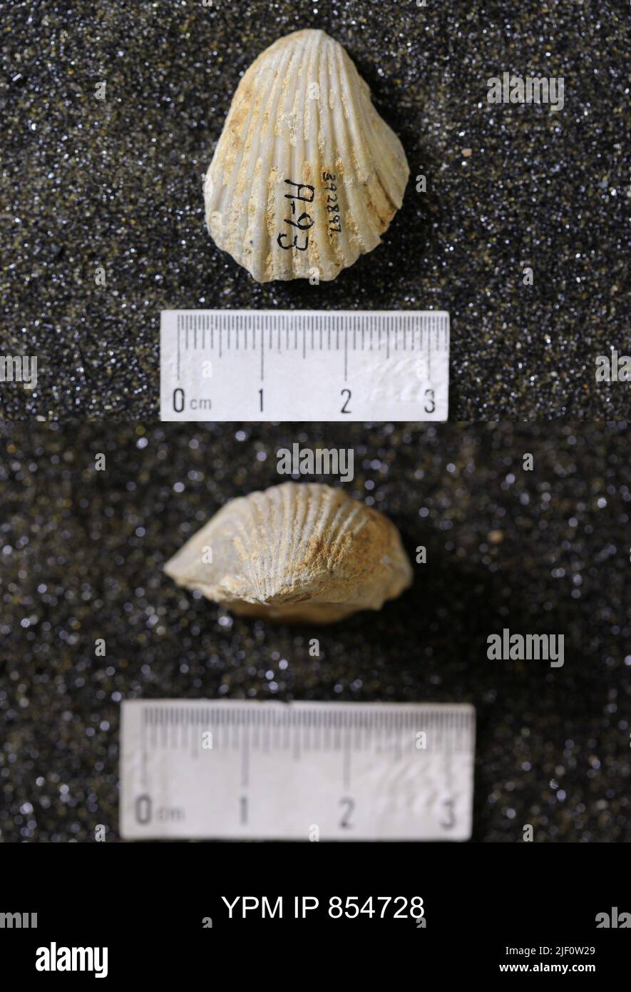 Neithea hi-res stock photography and images - Alamy