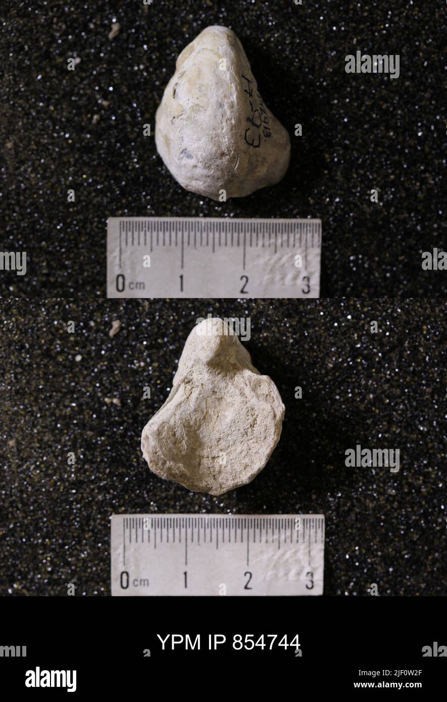 Gryphea washitaensis Hill Stock Photo - Alamy