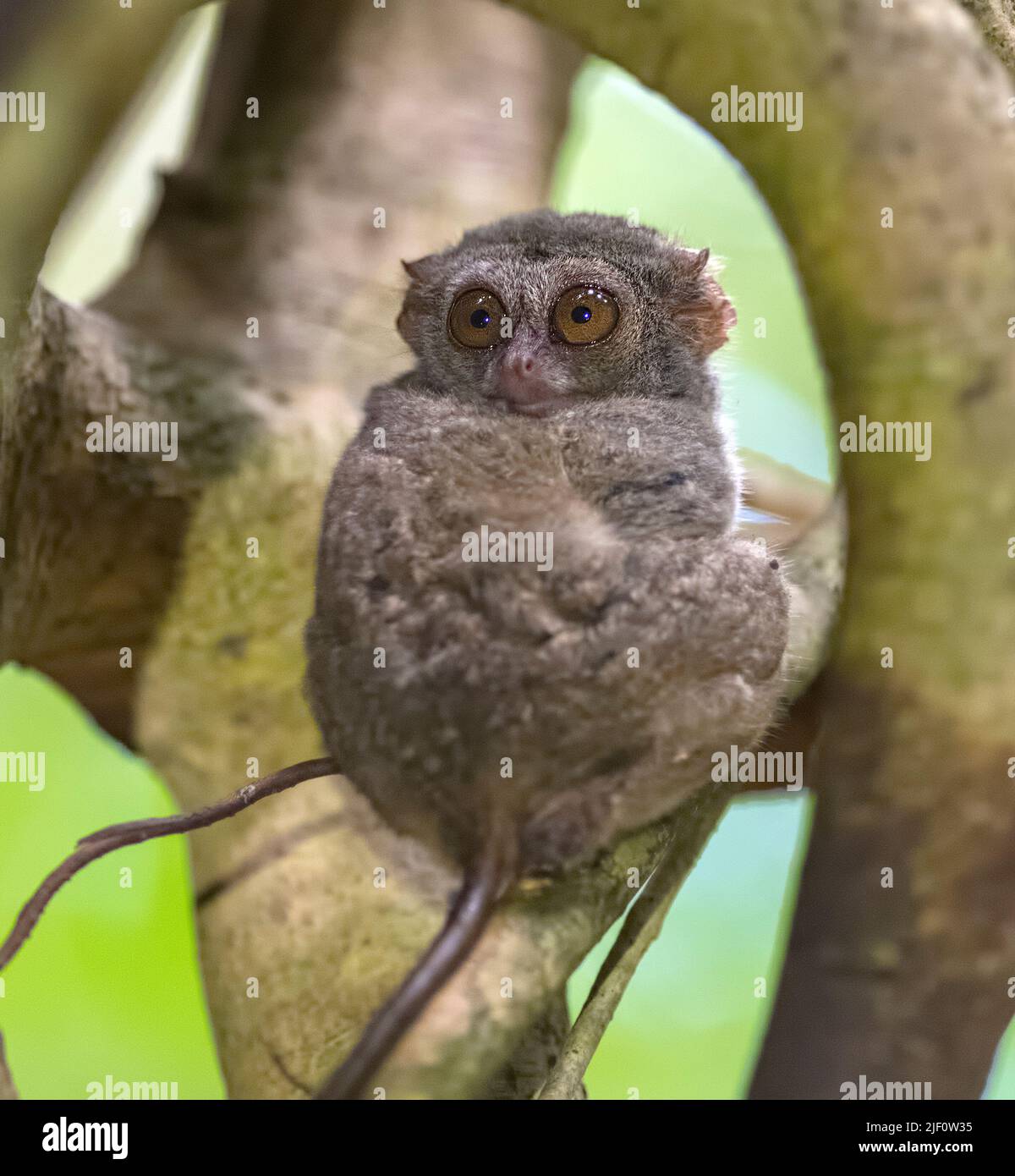 "Spectral tarsier" (Tarsius fuscus) from Tangkoko Nature Reserve ...
