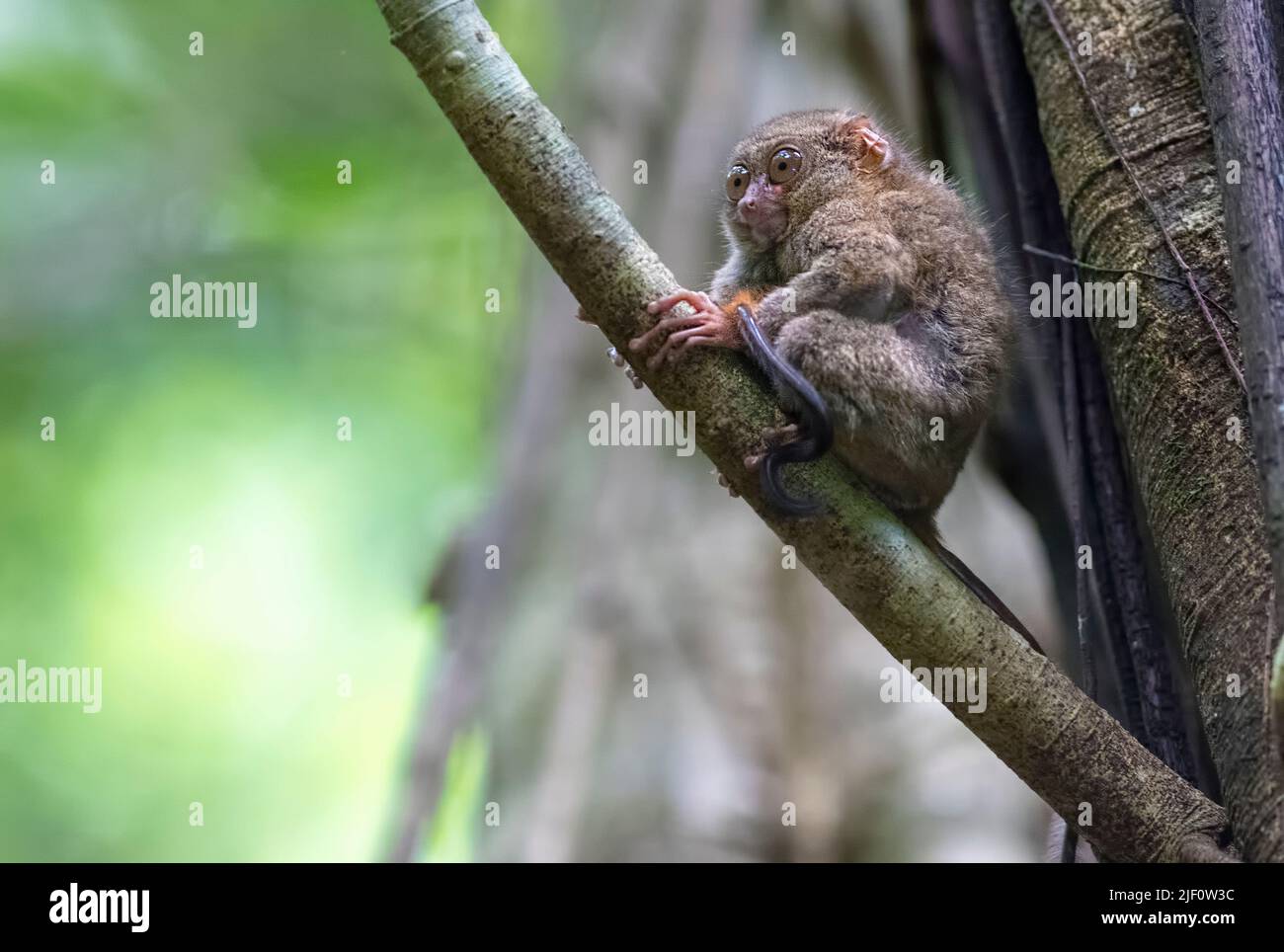 "Spectral tarsier" (Tarsius fuscus) from Tangkoko Nature Reserve ...