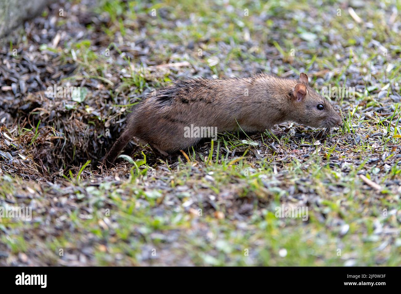 Brown rat (Rattus norwegicus) from south-western Norway Stock Photo - Alamy