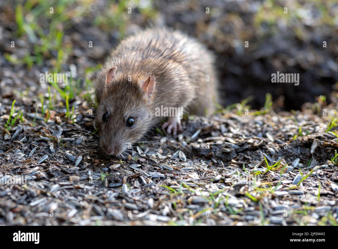 Brown rat (Rattus norwegicus) from south-western Norway Stock Photo - Alamy