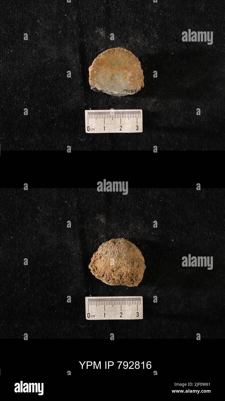 Invertebrate zoology duncan hi-res stock photography and images - Alamy