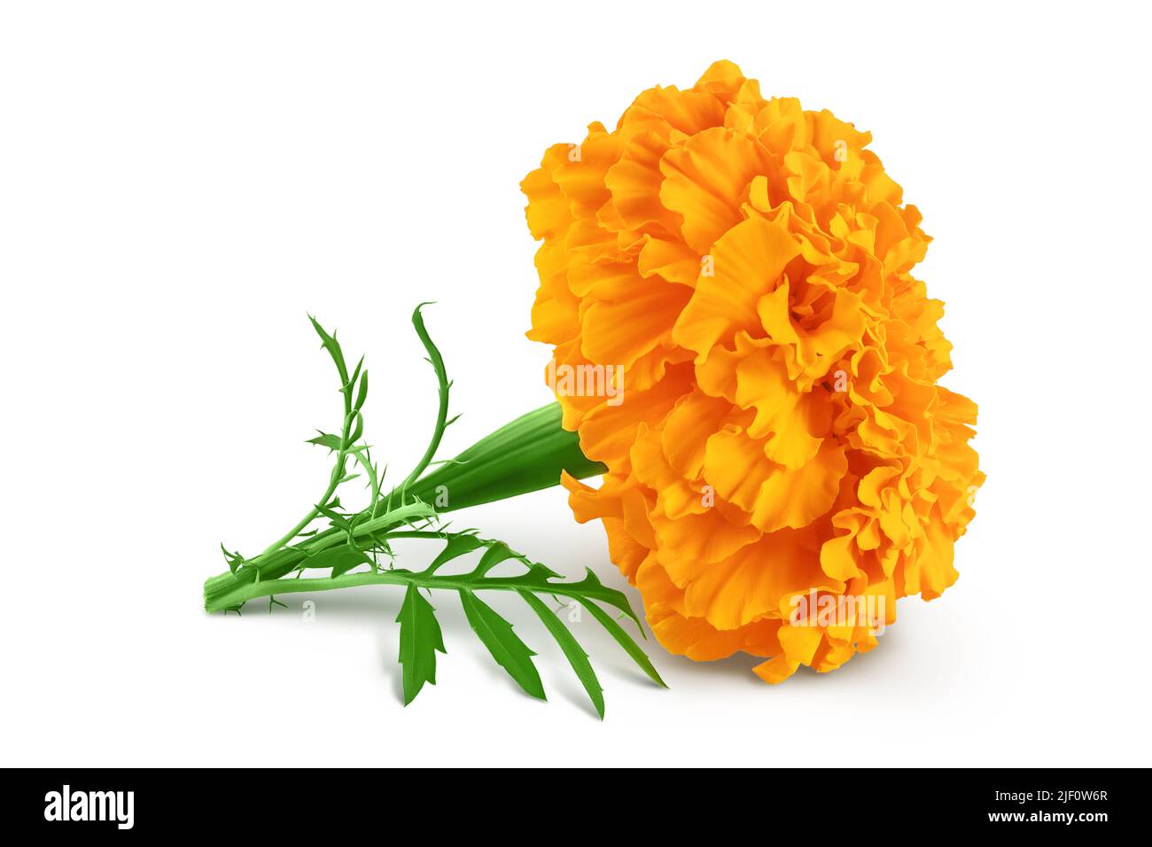 fresh marigold or tagetes erecta flower isolated on white background ...