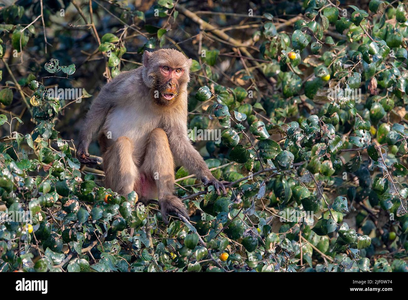 Rhesus macaque (Macaca mulatta) from Kaziranga National Park, Assam, north-east India Stock ...