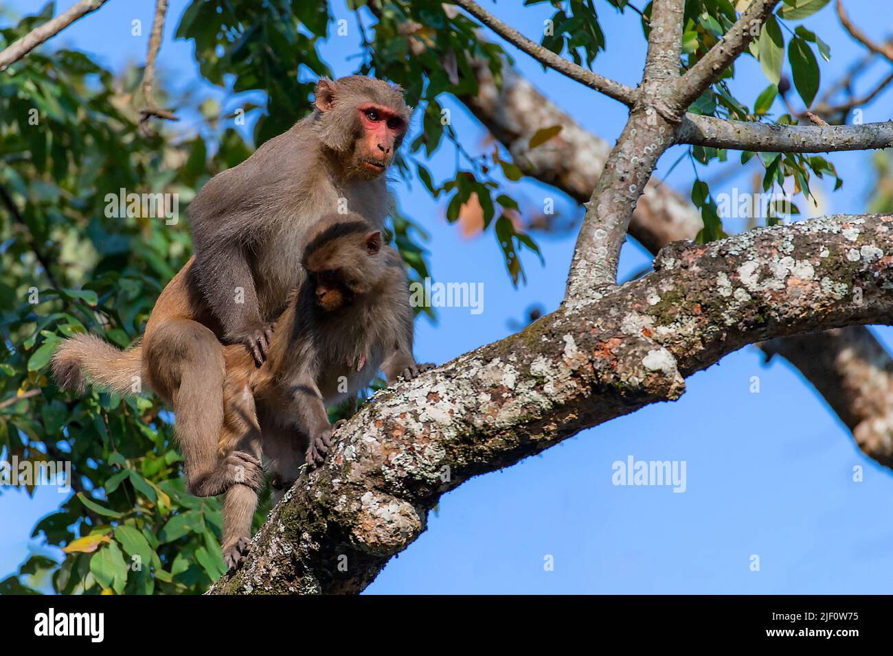 A pair of rhesus macaques (Macaca mulatta) mate in the tree tops. Photo from Kaziranga National ...