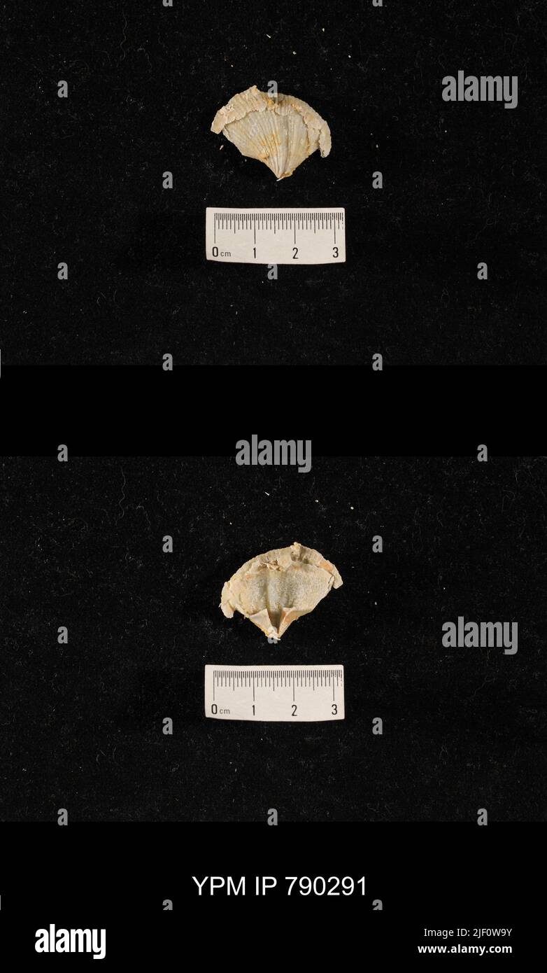 Neospirifer sp animalia hi-res stock photography and images - Alamy