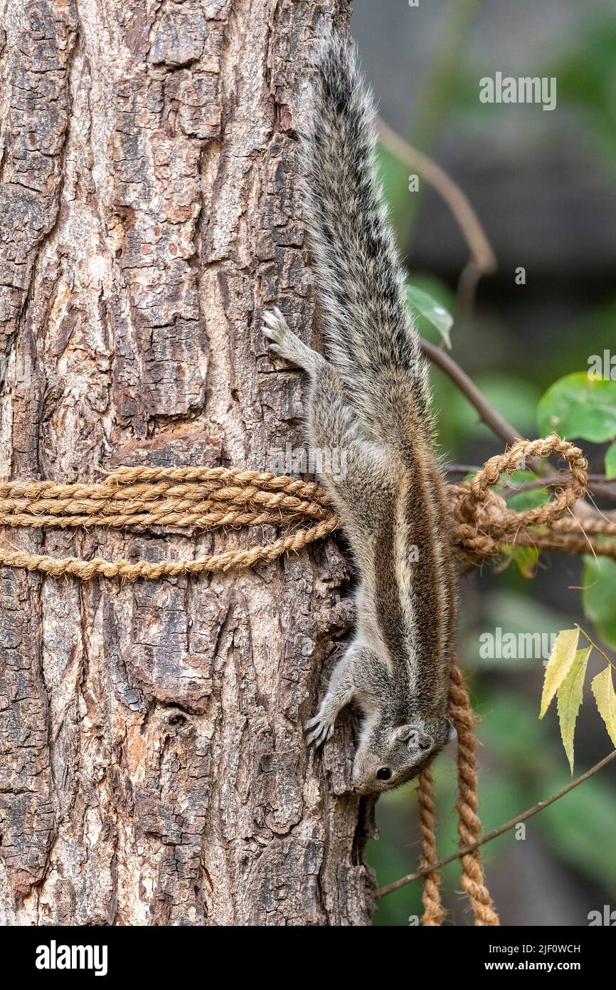 Five-striped palm squirrel (Funambulus pennantii) from Rajasthan, India ...