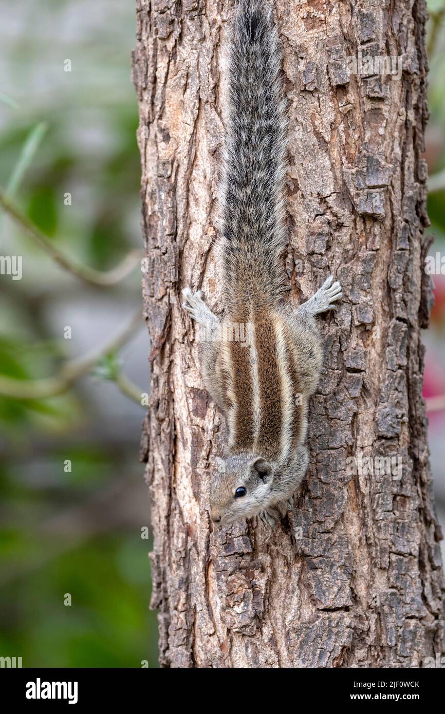 Five-striped palm squirrel (Funambulus pennantii) from Rajasthan, India ...