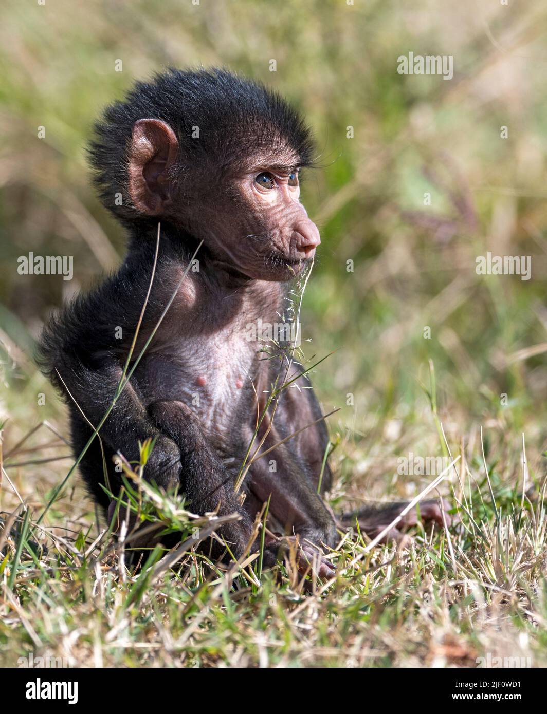 Newborn savanna baboon (Papio anubis) from Maasai Mara, Kenya Stock ...