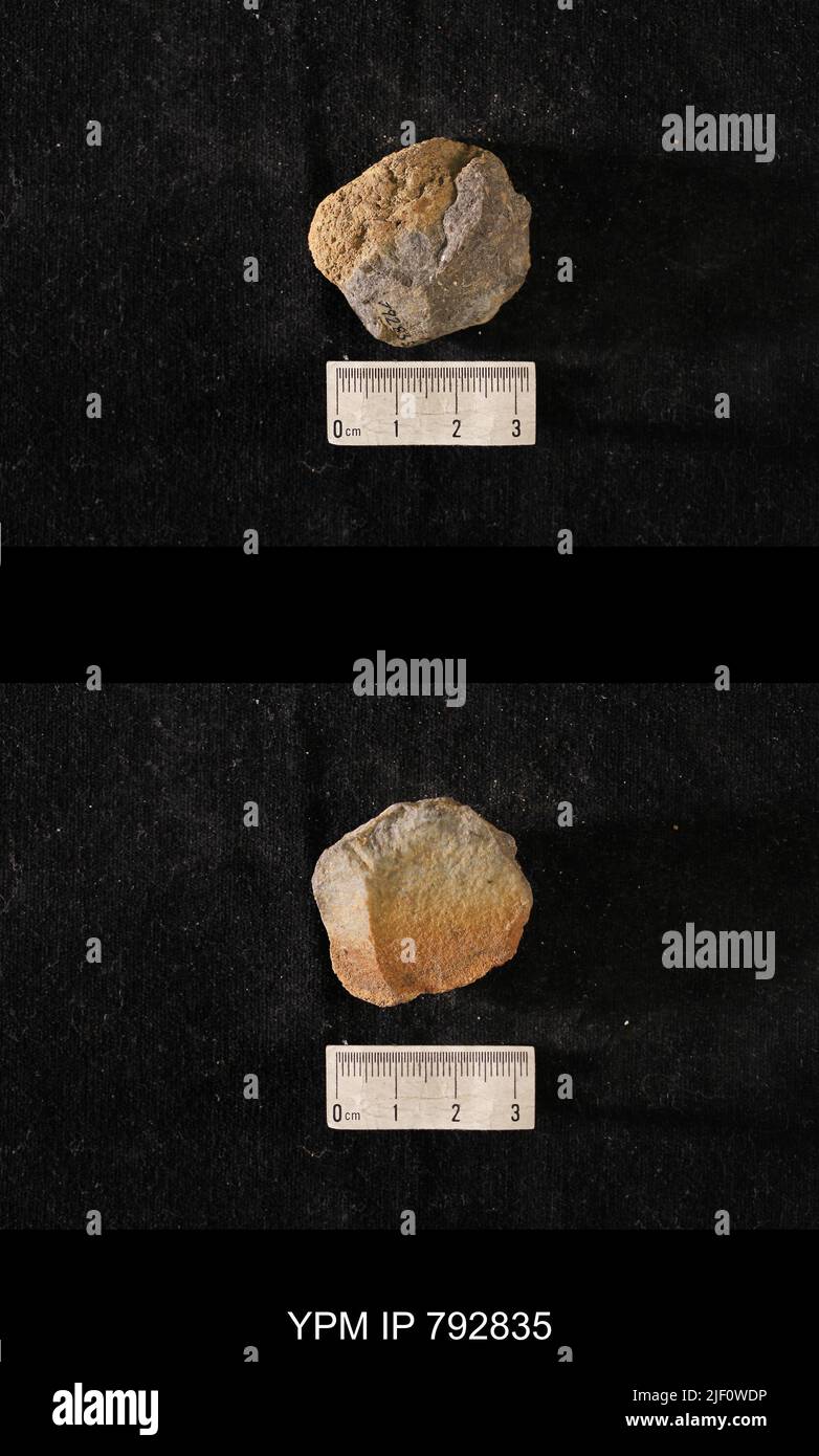 Invertebrate zoology duncan hi-res stock photography and images - Alamy