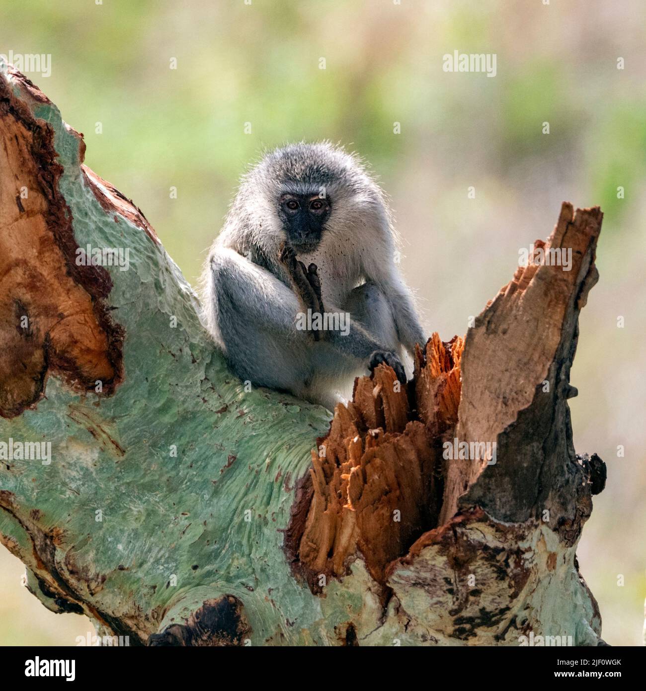 Vervet monkey (Chlorocebus pygerythrus) from Zimanga, South Africa ...