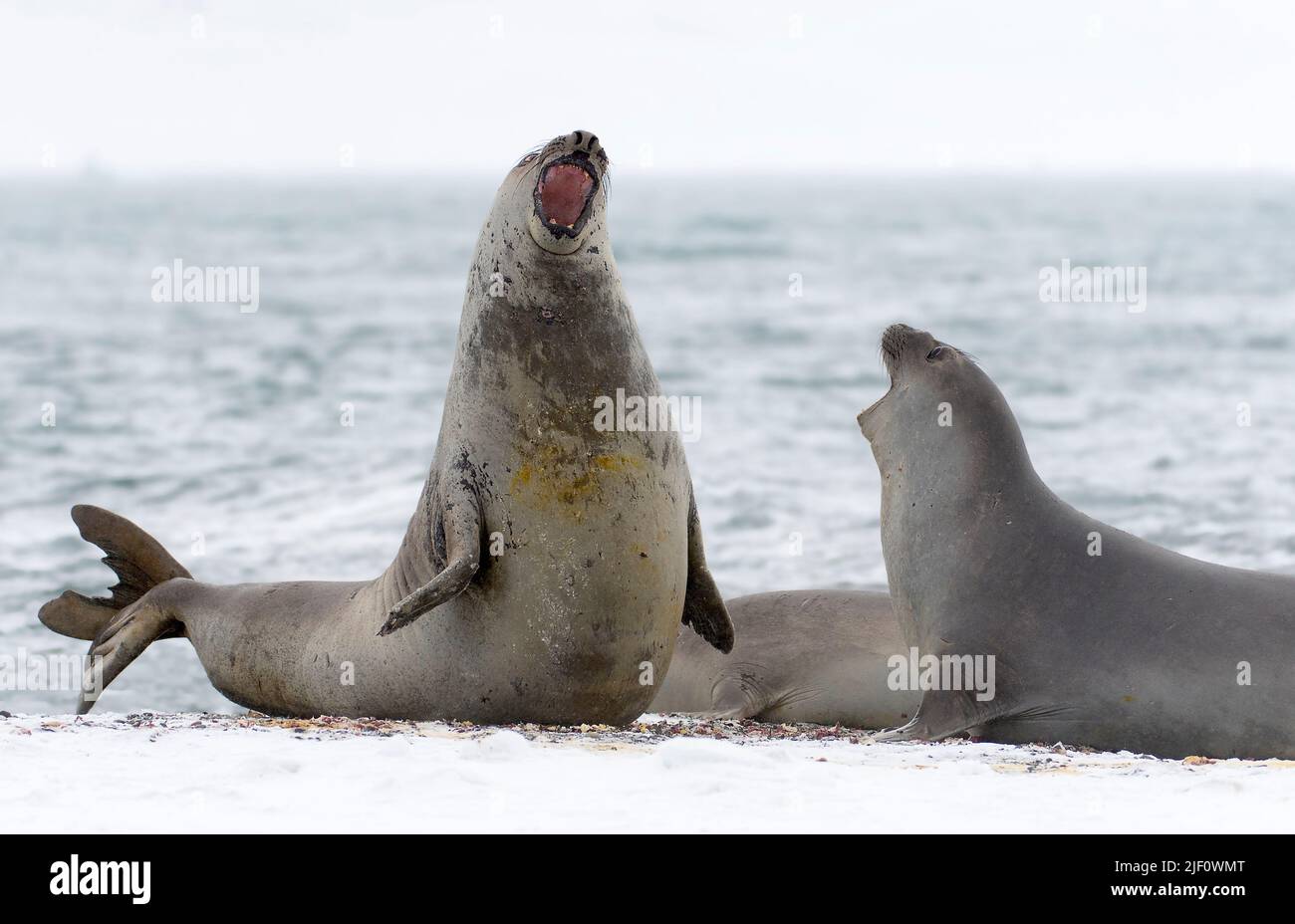 Southern elephant seals (Mirounga leonina) fighting at Penguin Island ...