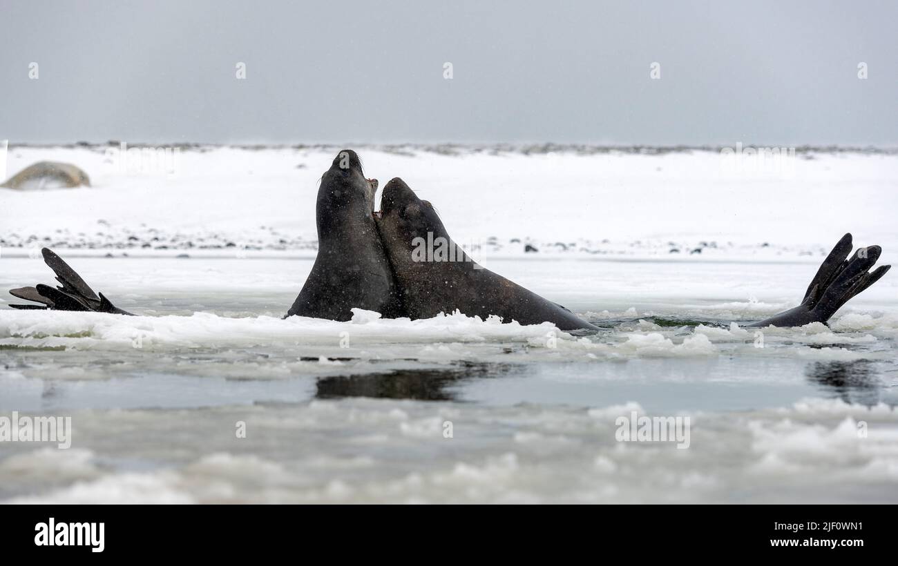 Two young southern elephant seals (Mirounga leonina) practising ...