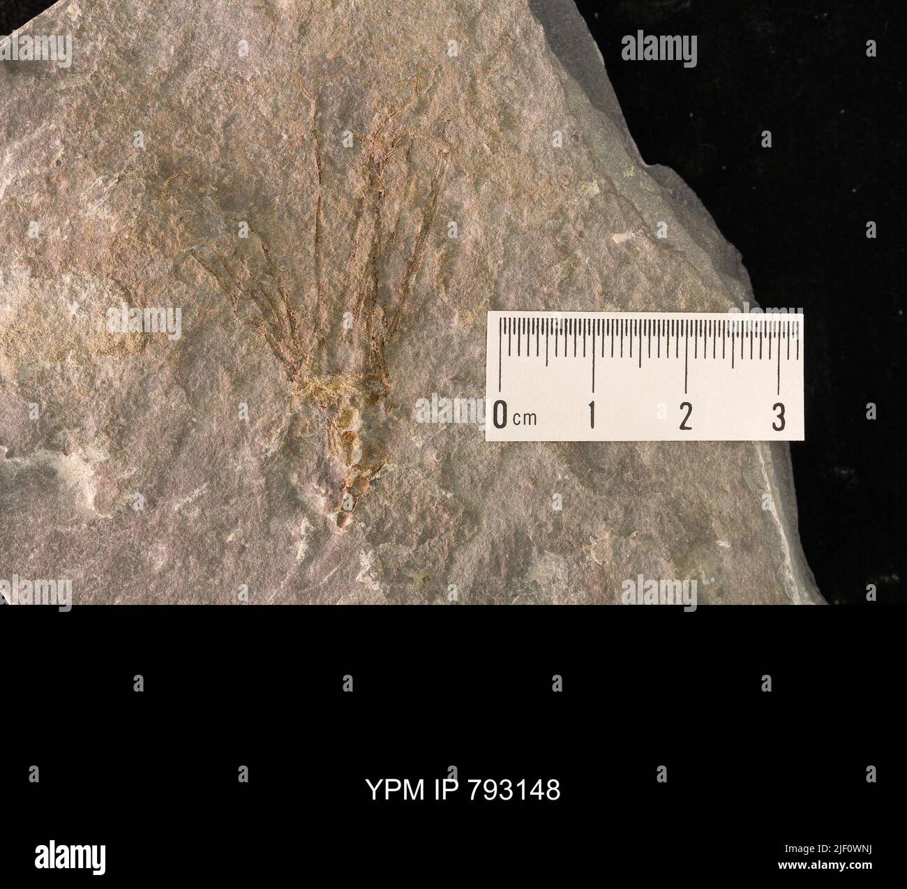 Gogia hi-res stock photography and images - Alamy