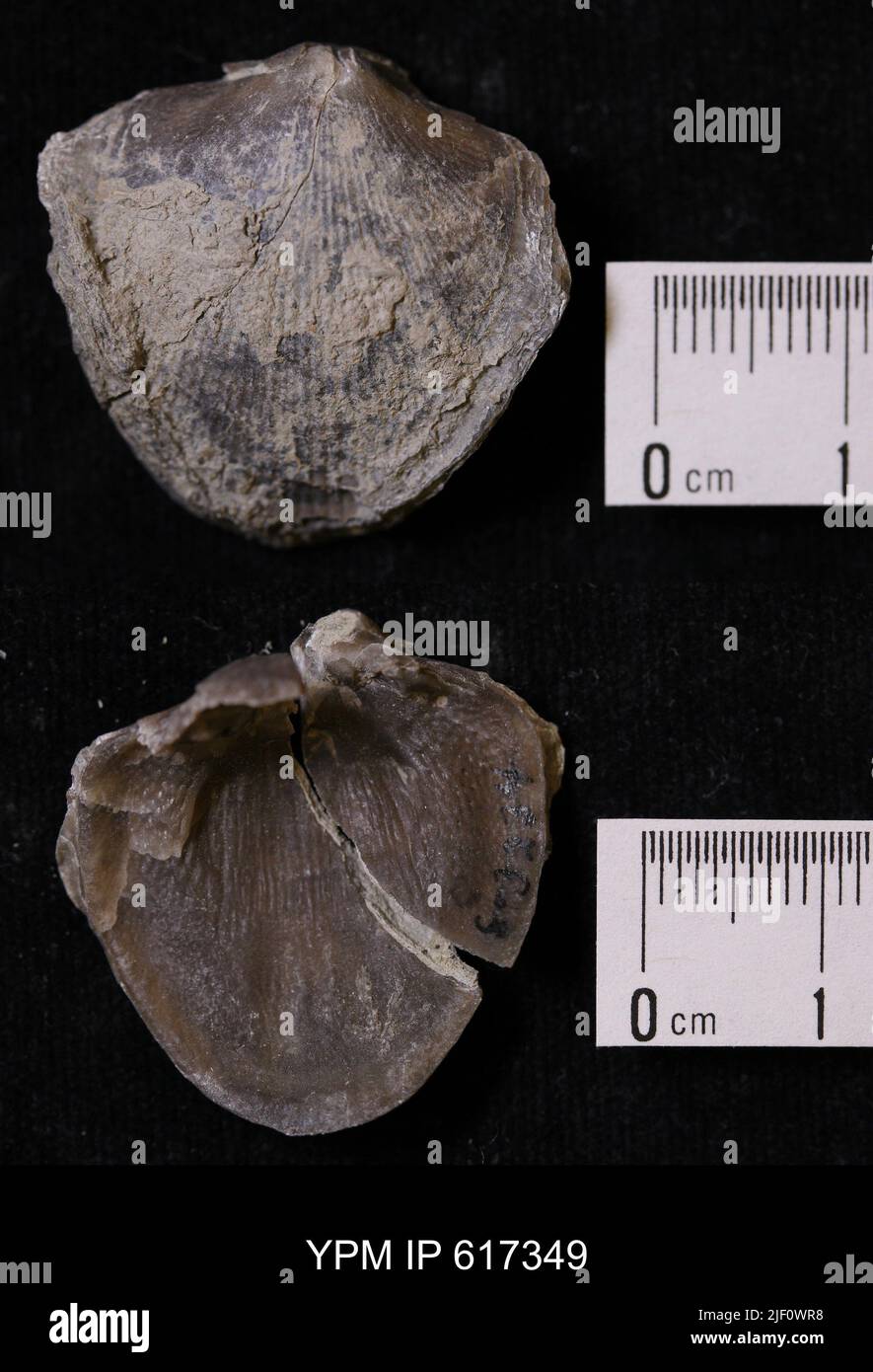 Atrypa aff. reticularis Linnaeus, 1767 Stock Photo - Alamy