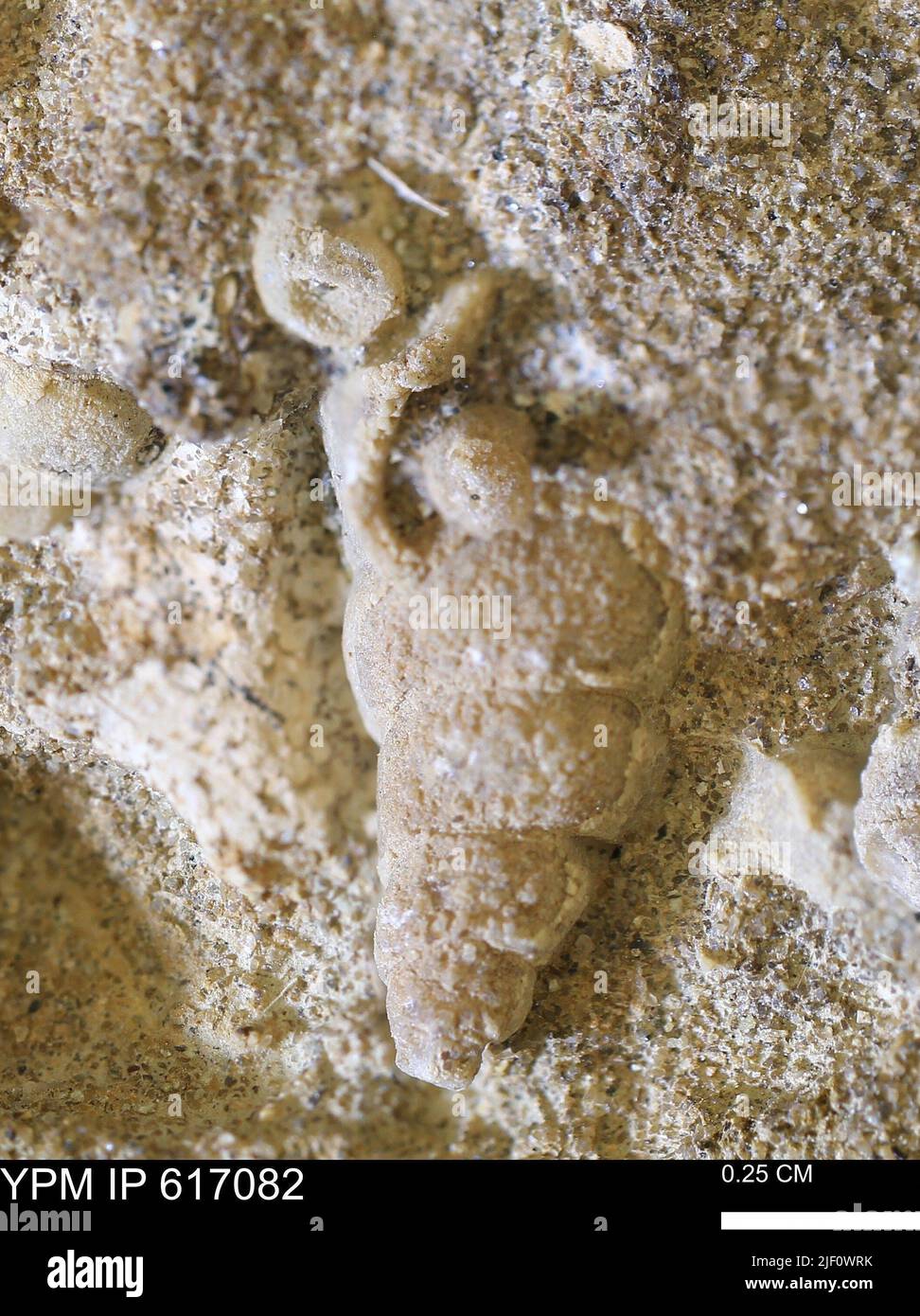 Turritella sp animalia hi-res stock photography and images - Alamy