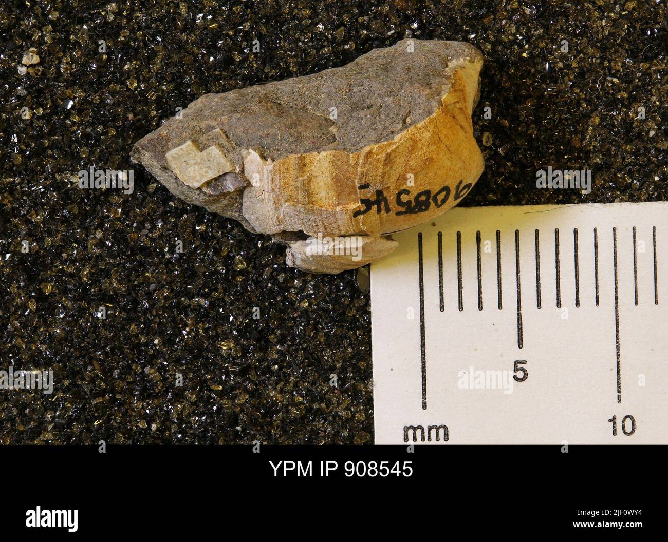 Cucullaea sp animalia hi-res stock photography and images - Alamy