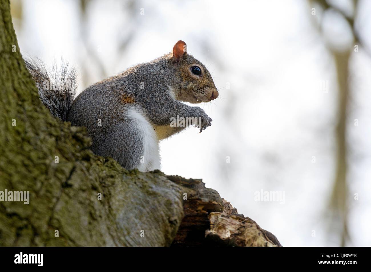 Fremmedart hi-res stock photography and images - Alamy