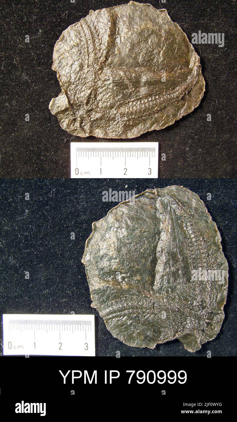 Jaekel hi-res stock photography and images - Alamy