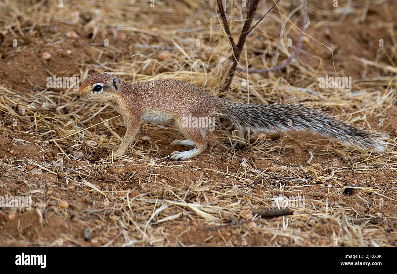 Unstriped Ground Squirrel (Xerus rutilus) from Samburu NR, Kenya Stock ...