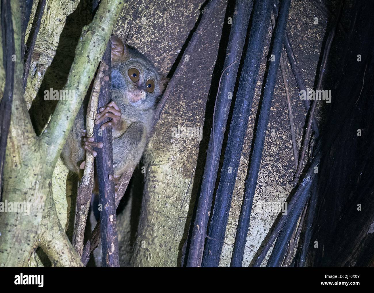 "Spectral tarsier" (Tarsius fuscus) from Tangkoko Nature Reserve ...