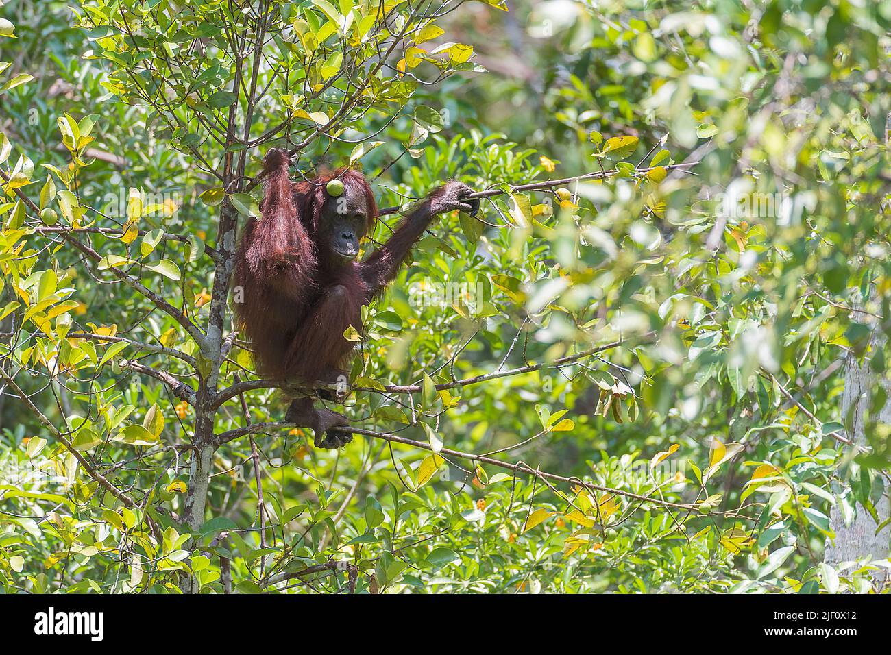 Borneo Orangutan (Pongo pygmaeus wurmbi) from Tanjung Puting National ...