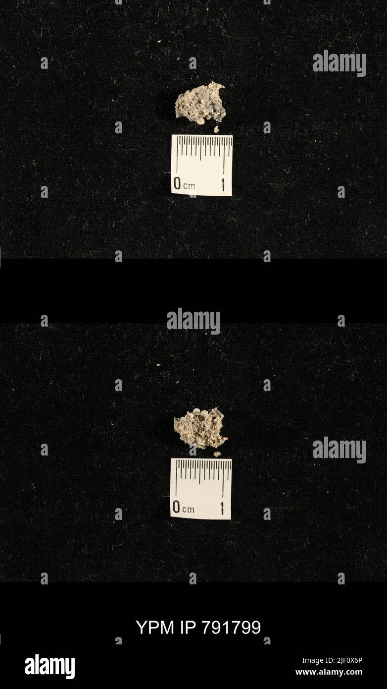 Shell hash with animalia hi-res stock photography and images - Alamy