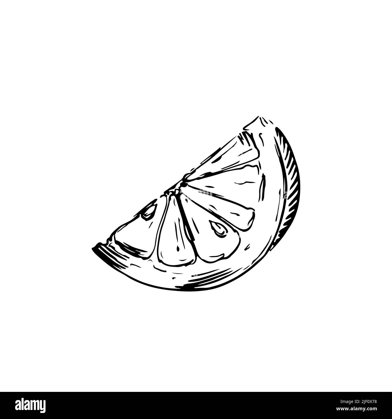 Sliced lemon sketch in classic engraving style isolated on white Stock ...