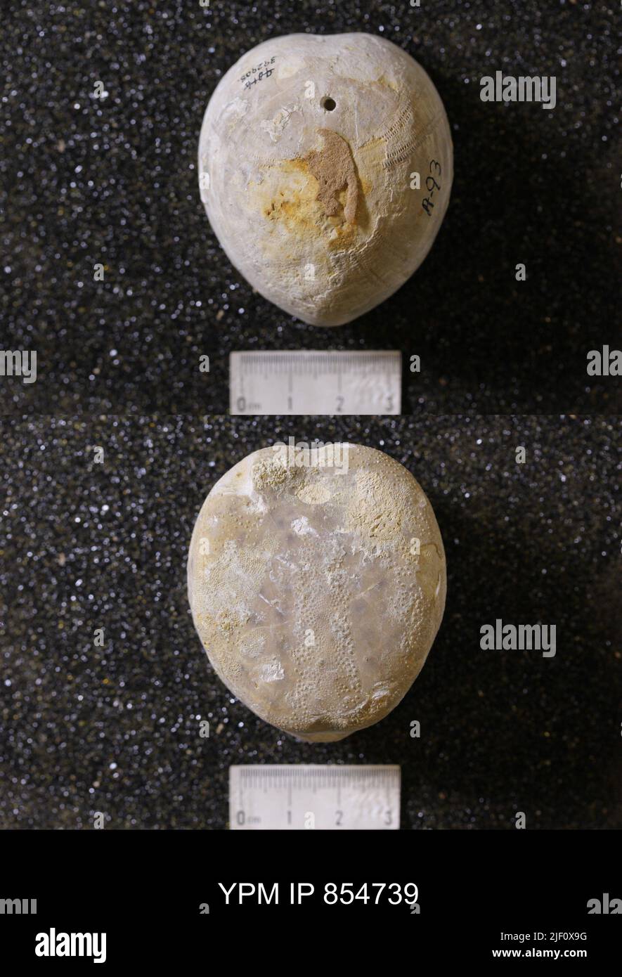 Holaster simplex shumard hi-res stock photography and images - Alamy