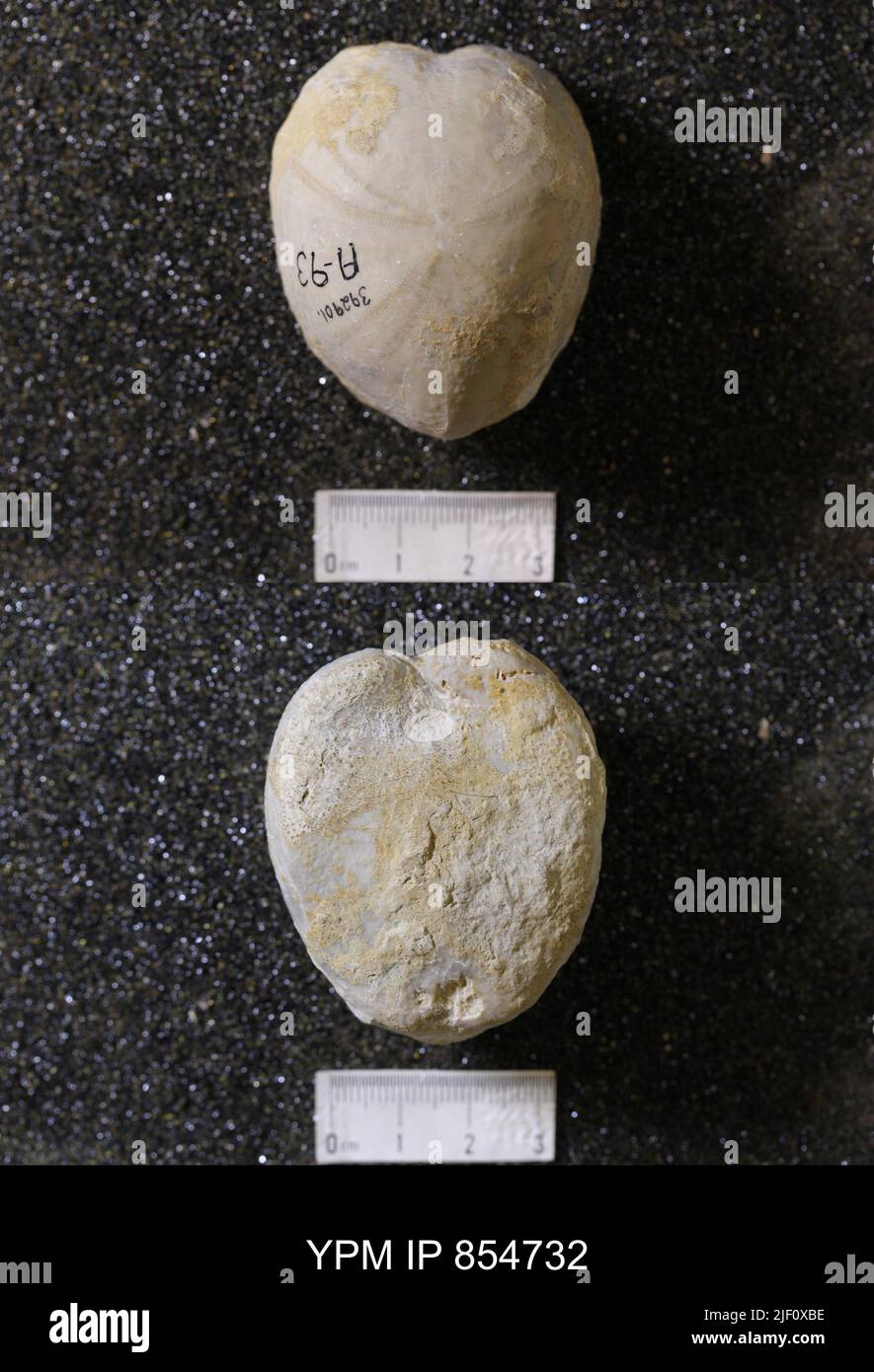 Holaster simplex Shumard, 1853 Stock Photo - Alamy