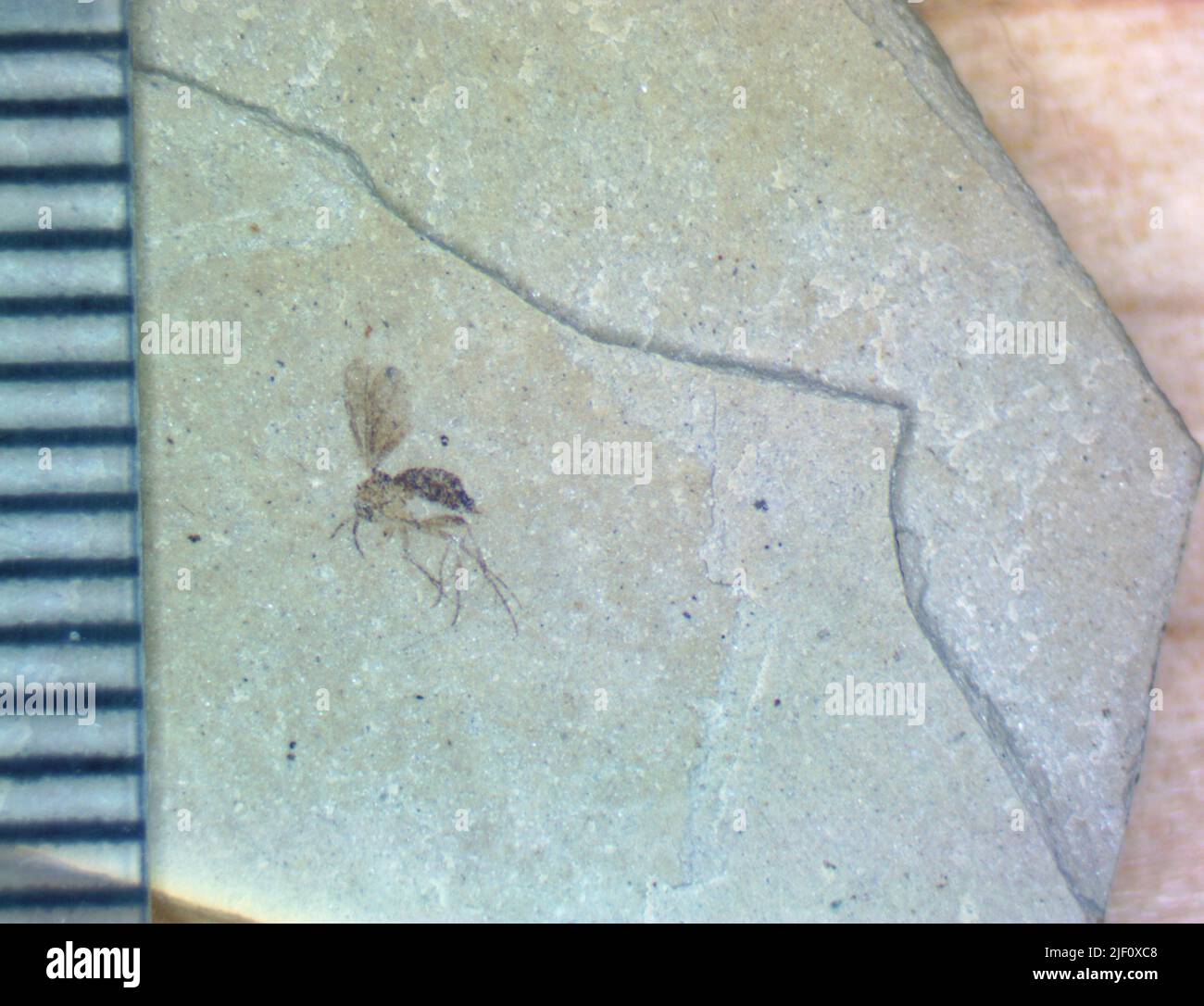 Entomology types diptera types hi-res stock photography and images - Alamy