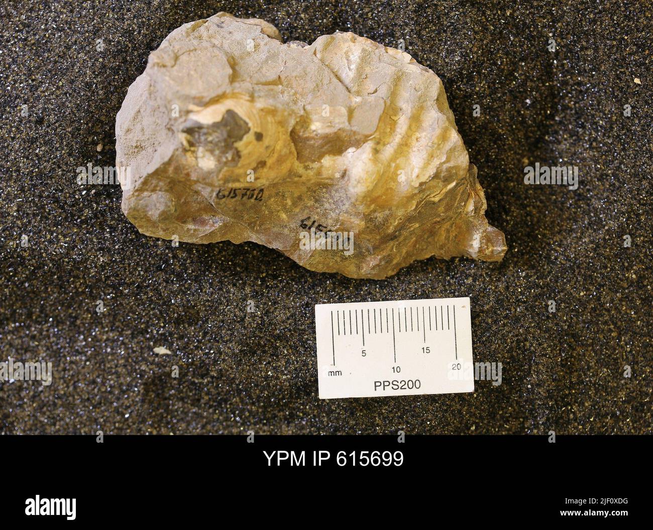 Undet bivalvia animalia hi-res stock photography and images - Alamy