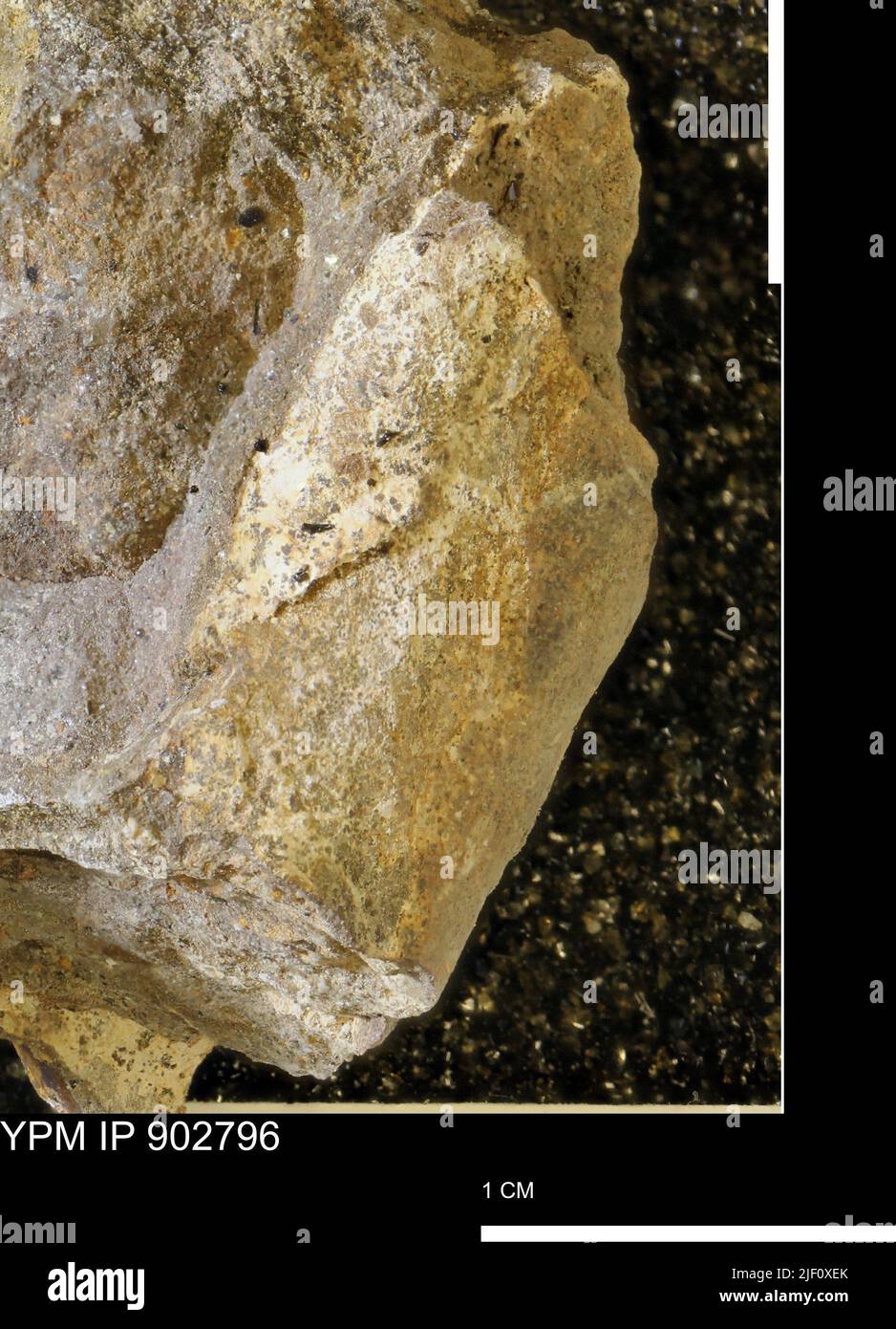 Long extinct species hi-res stock photography and images - Alamy