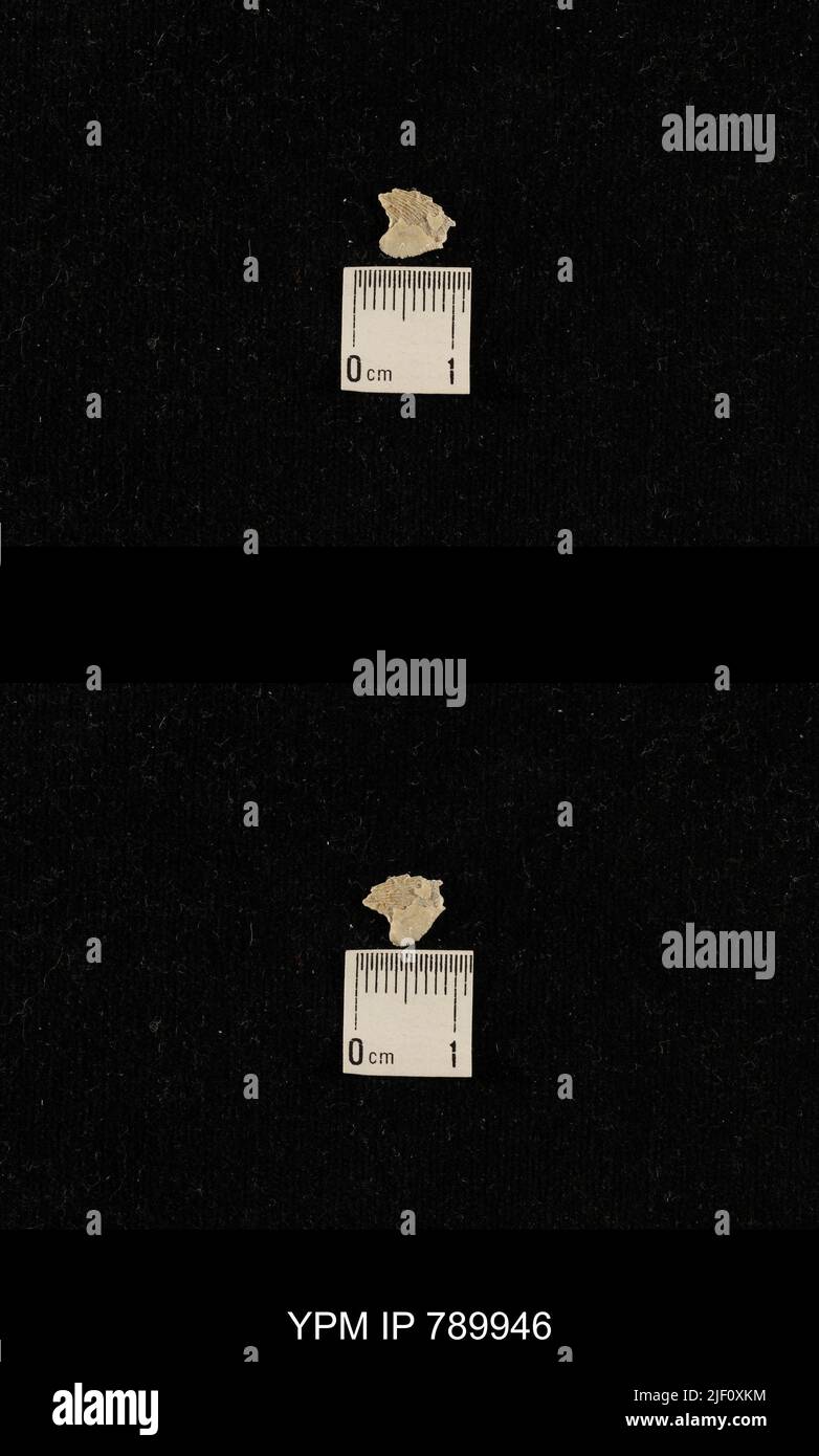 Brachiopoda hi-res stock photography and images - Alamy