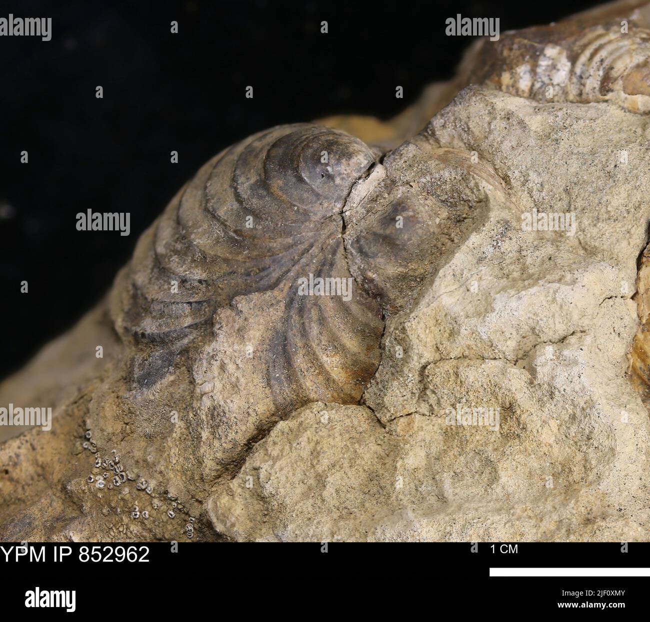 Inoceramus cf. acutiplicata Stock Photo - Alamy