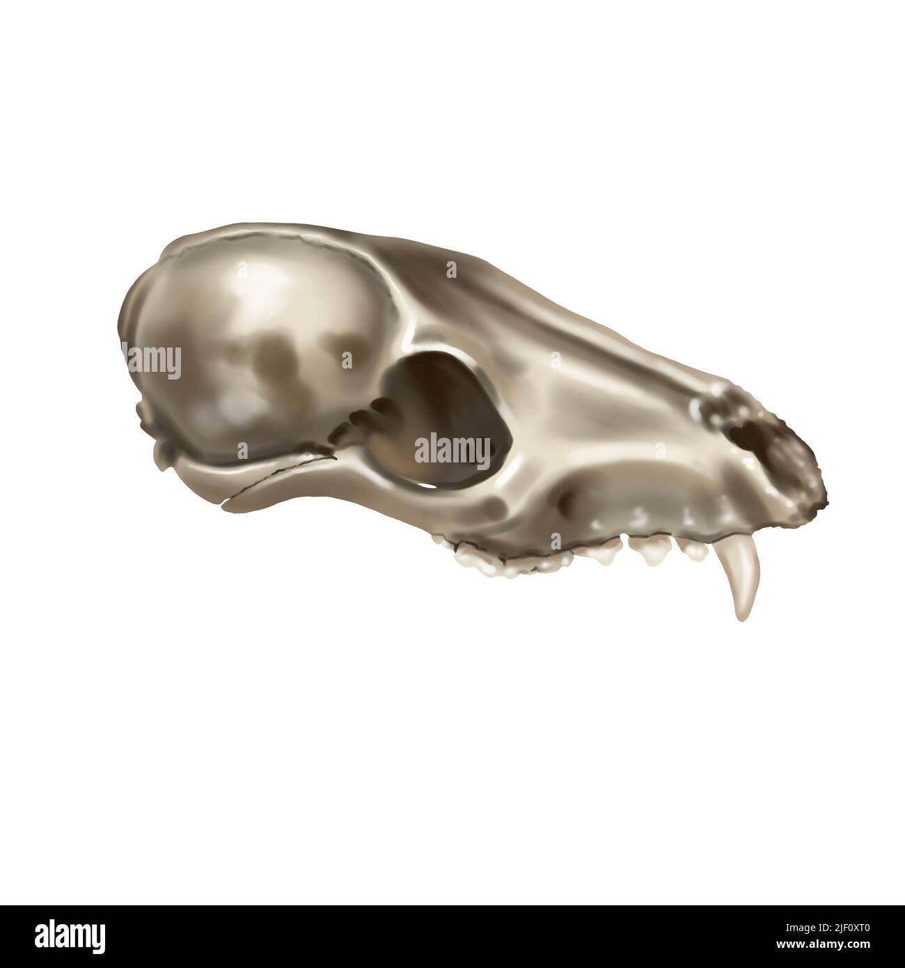 Watercolor illustration of a fox skull. realistic animal skull Stock ...