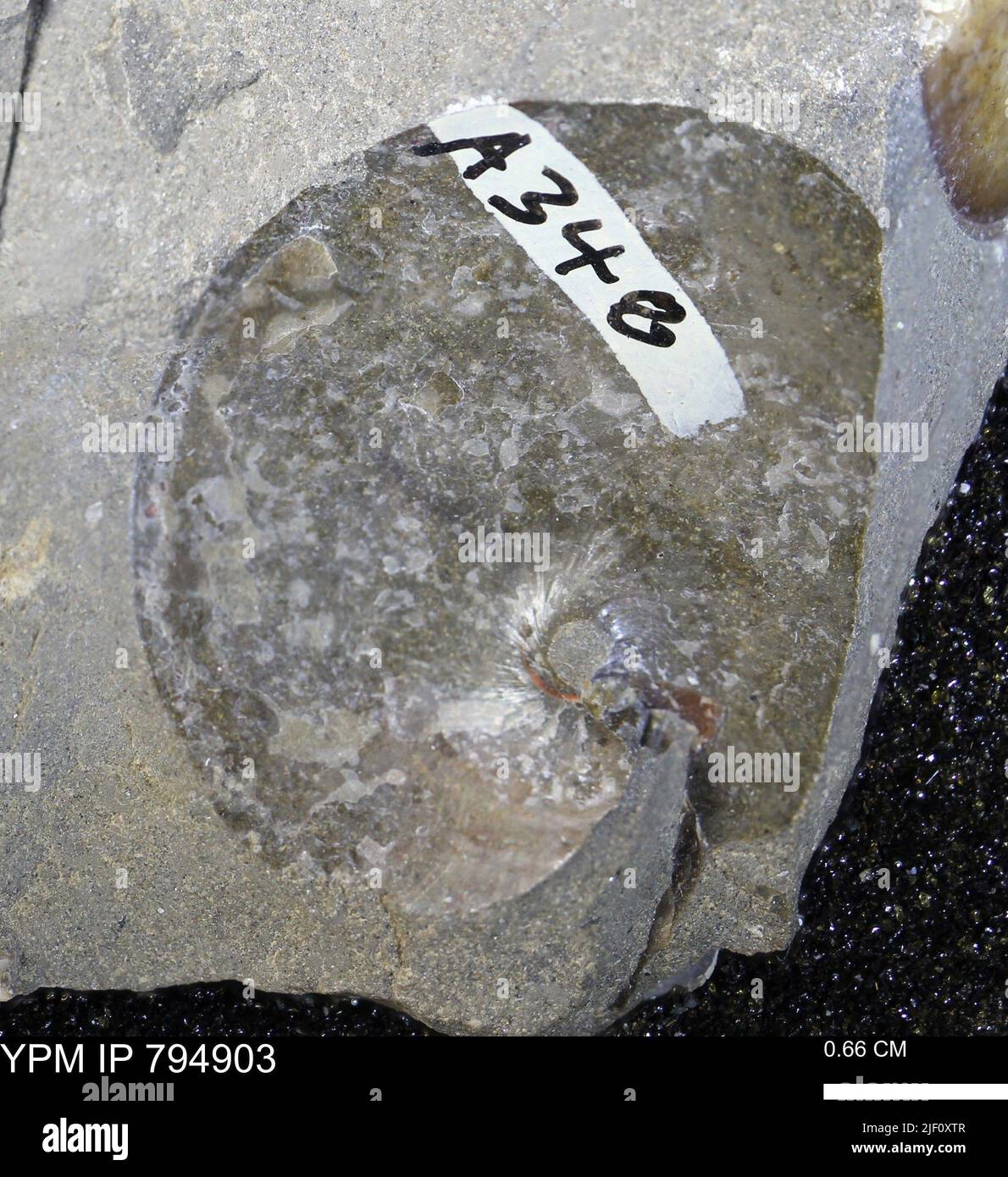 Sphenodiscus sp hi-res stock photography and images - Alamy