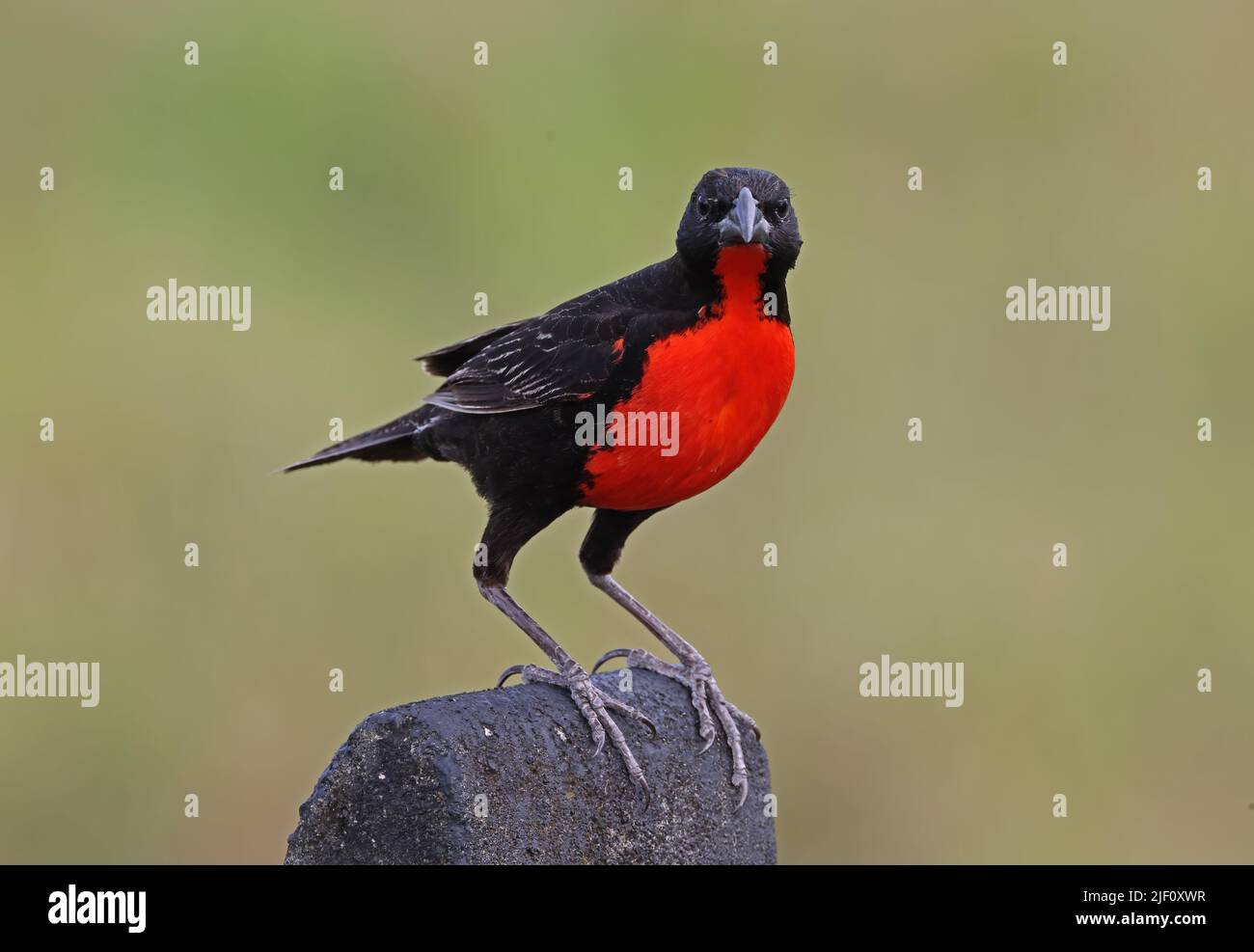 Red-breasted Meadowlark (Leistes militaris) adult male perched on fence ...