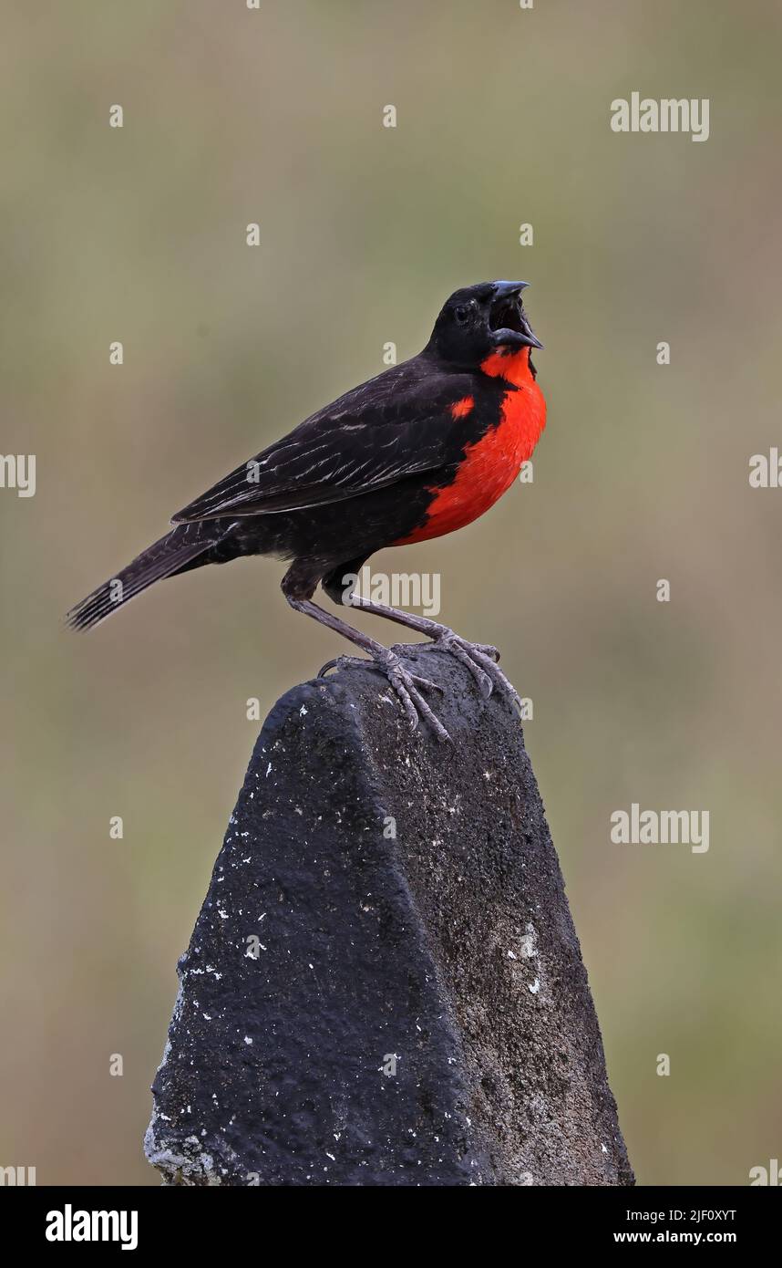 Red-breasted Meadowlark (Leistes militaris) adult male perched on fence ...