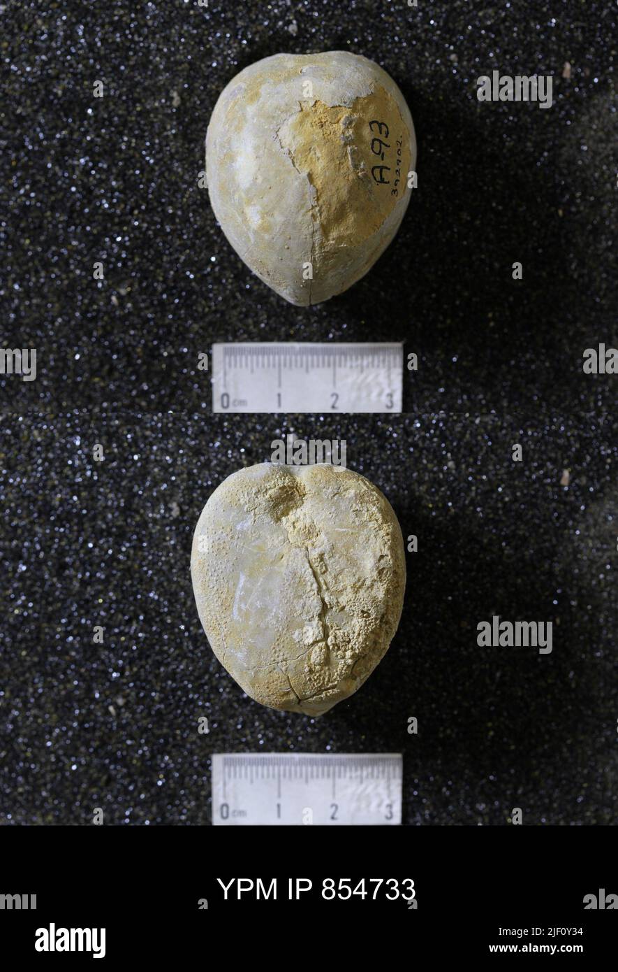 Holaster simplex shumard hi-res stock photography and images - Alamy