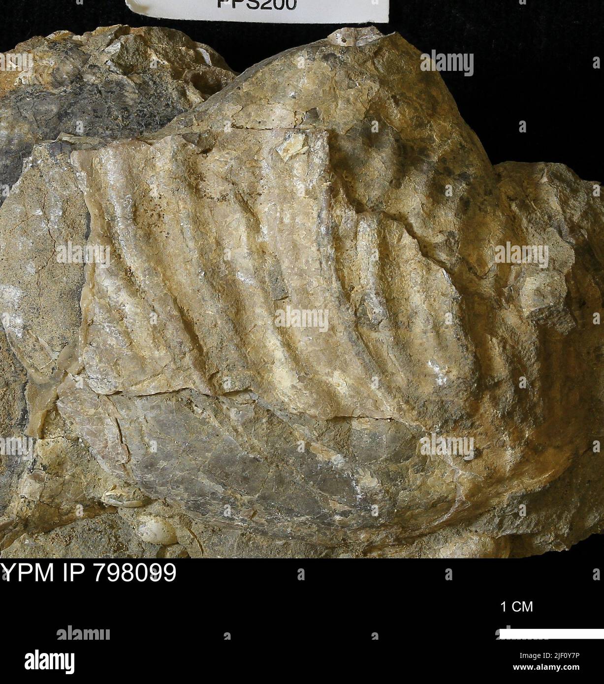 Inoceramus sp animalia hi-res stock photography and images - Alamy