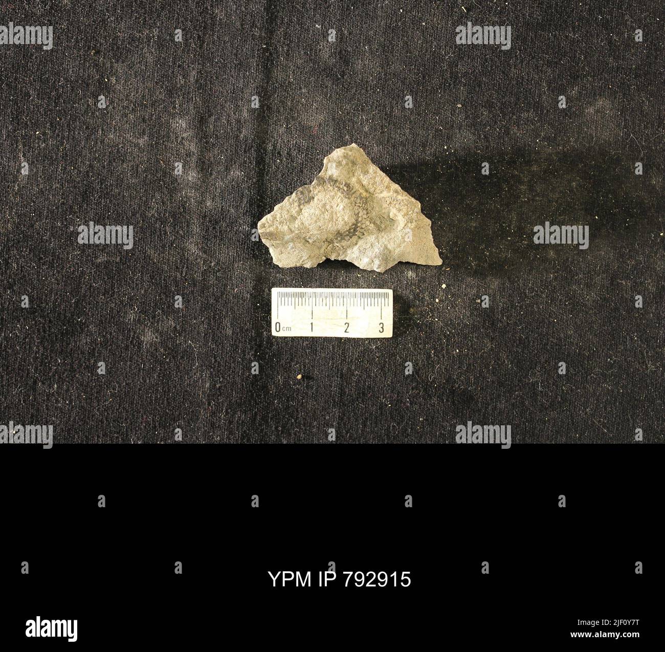 Receptaculitida hi-res stock photography and images - Alamy