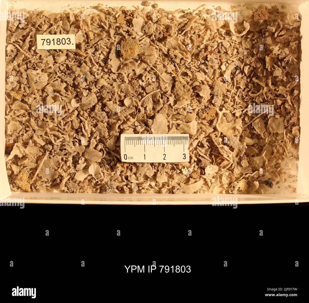 Shell fragments hi-res stock photography and images - Alamy