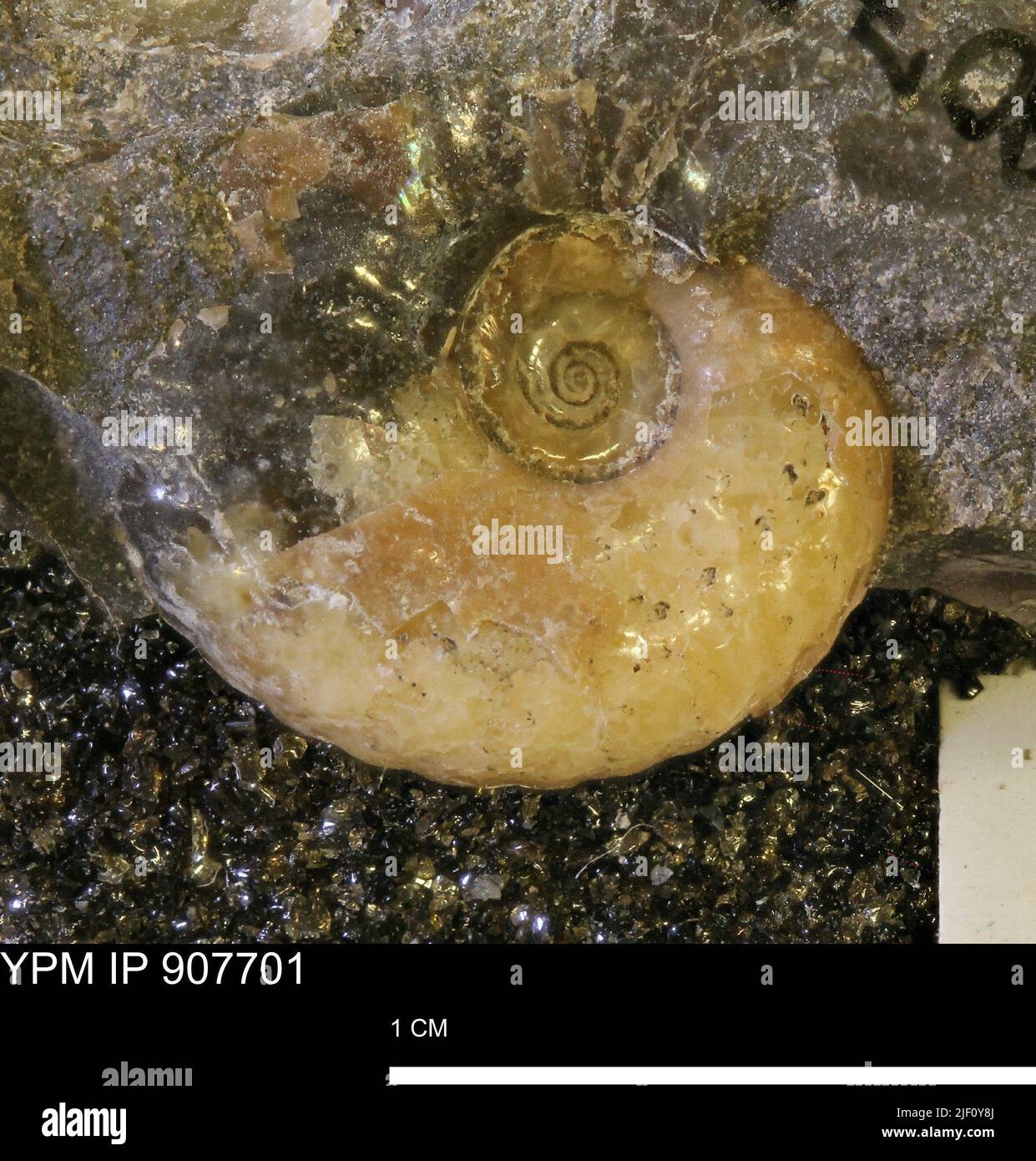 Ammonoidea animalia hi-res stock photography and images - Alamy