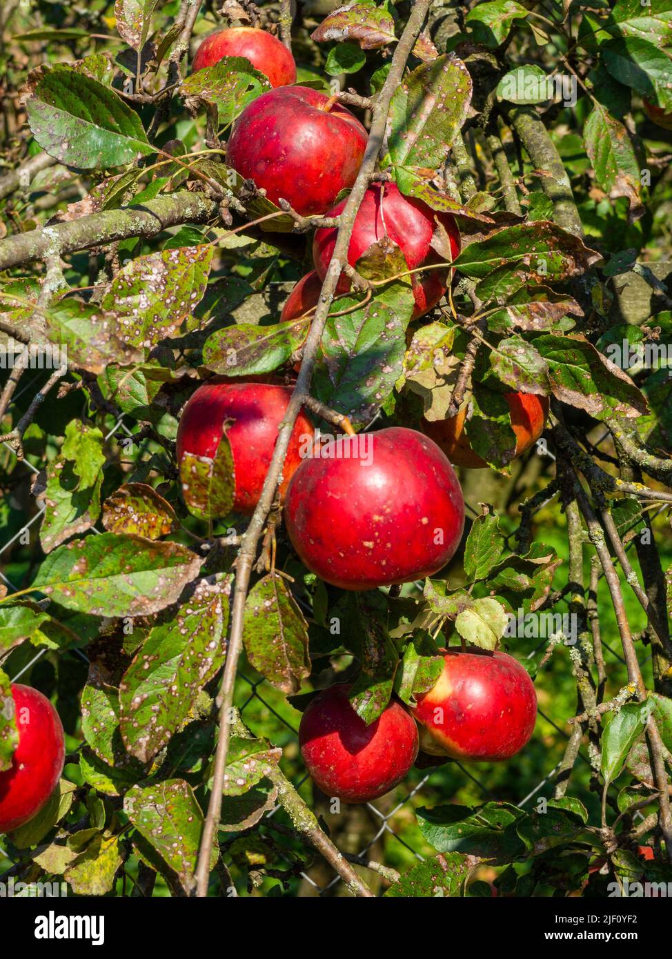 Fruits Infected by the Monilia fructigena Stock Photo - Alamy