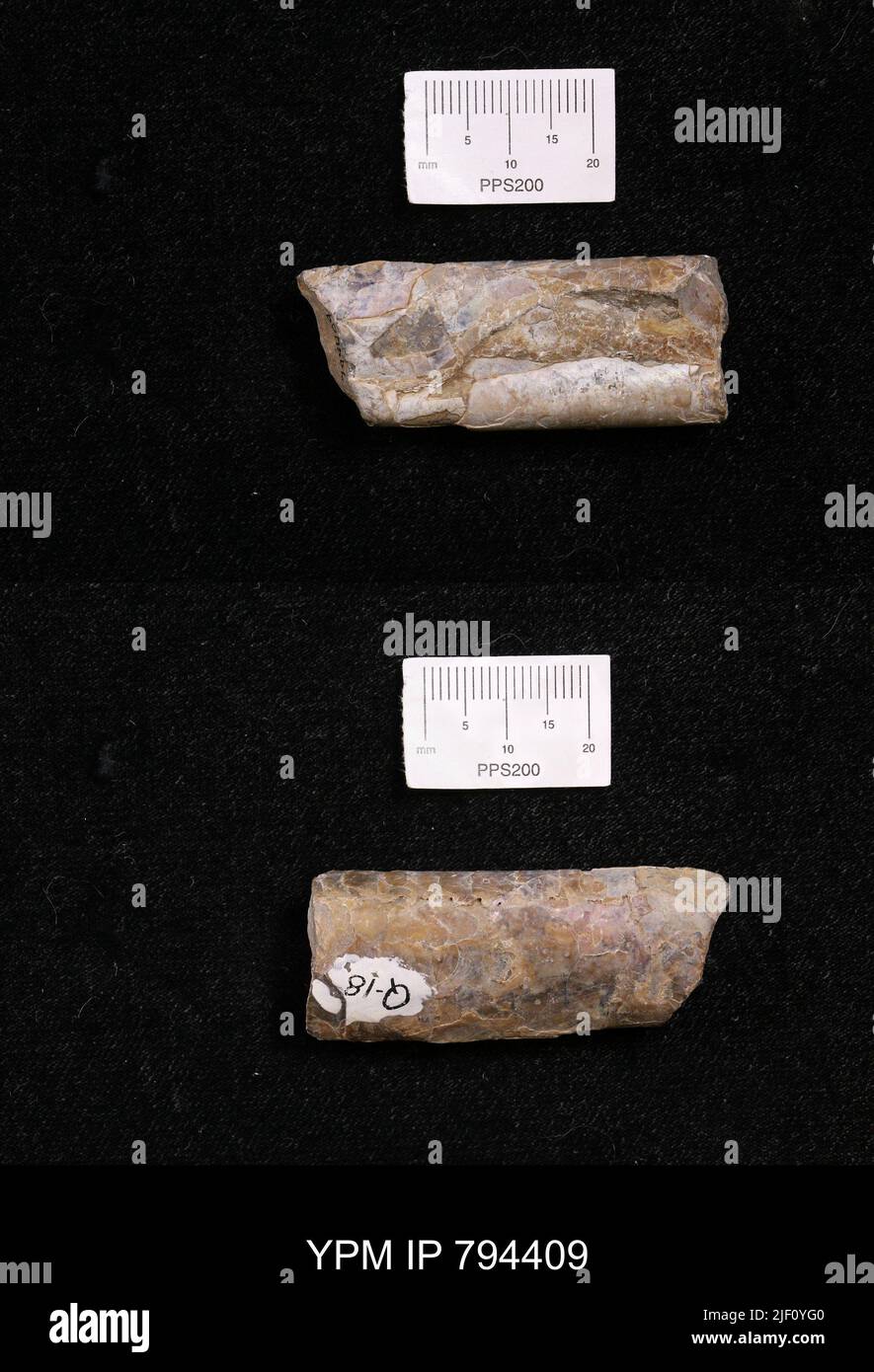 Baculites sp animalia hi-res stock photography and images - Alamy