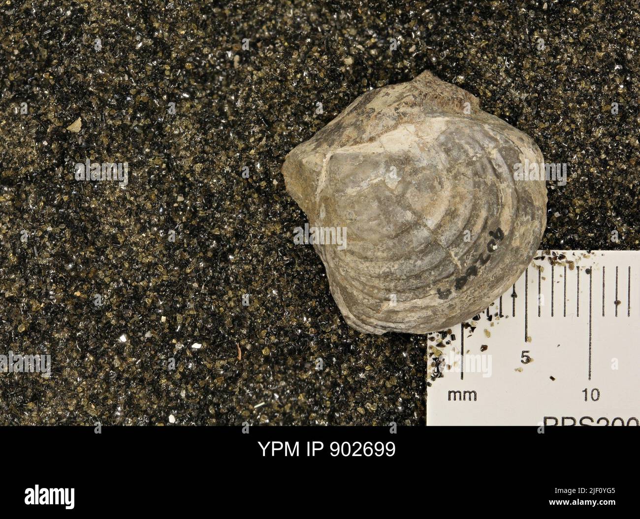 Inoceramidae hi-res stock photography and images - Alamy
