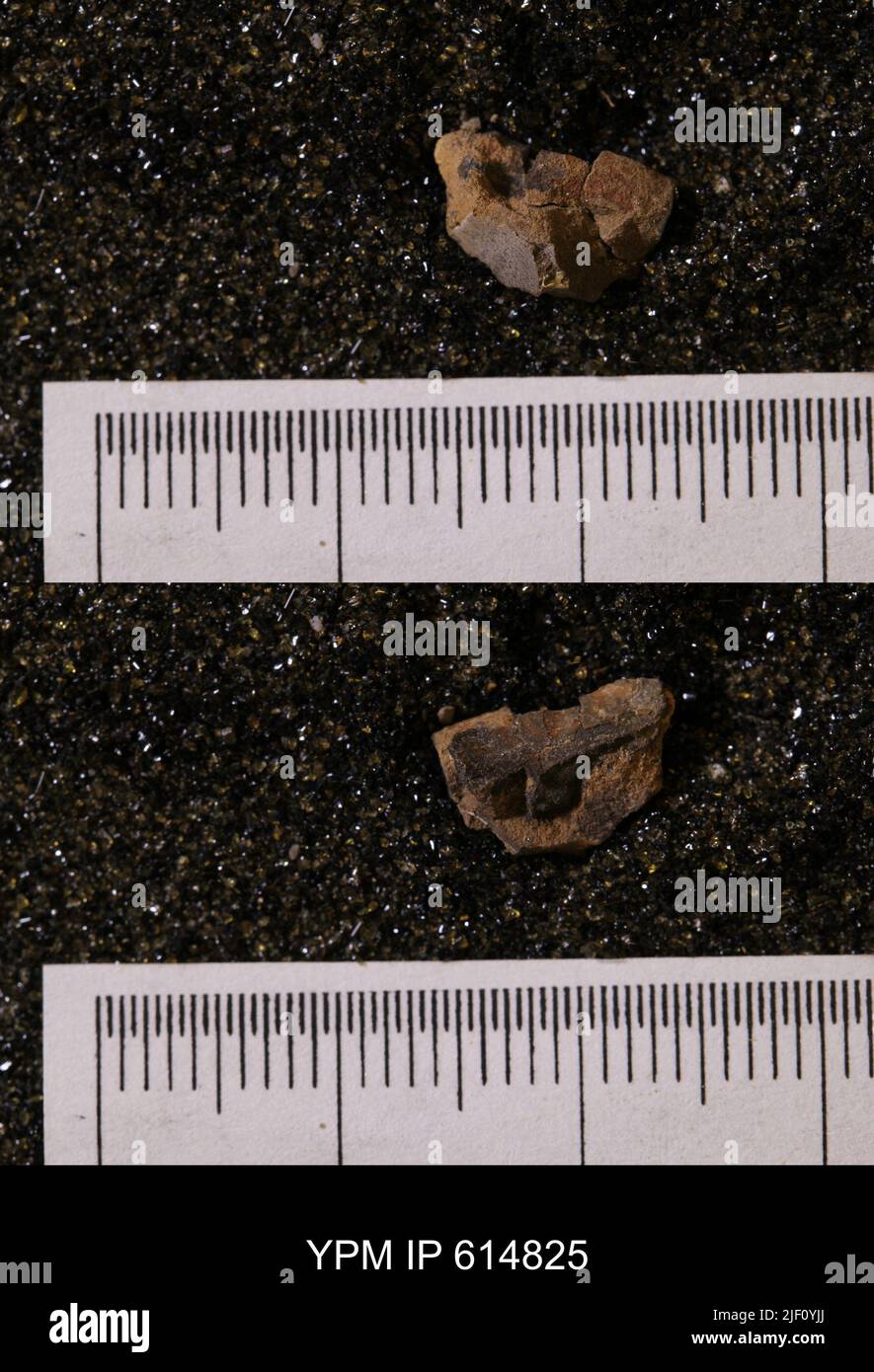 Belemnites sp animalia hi-res stock photography and images - Alamy