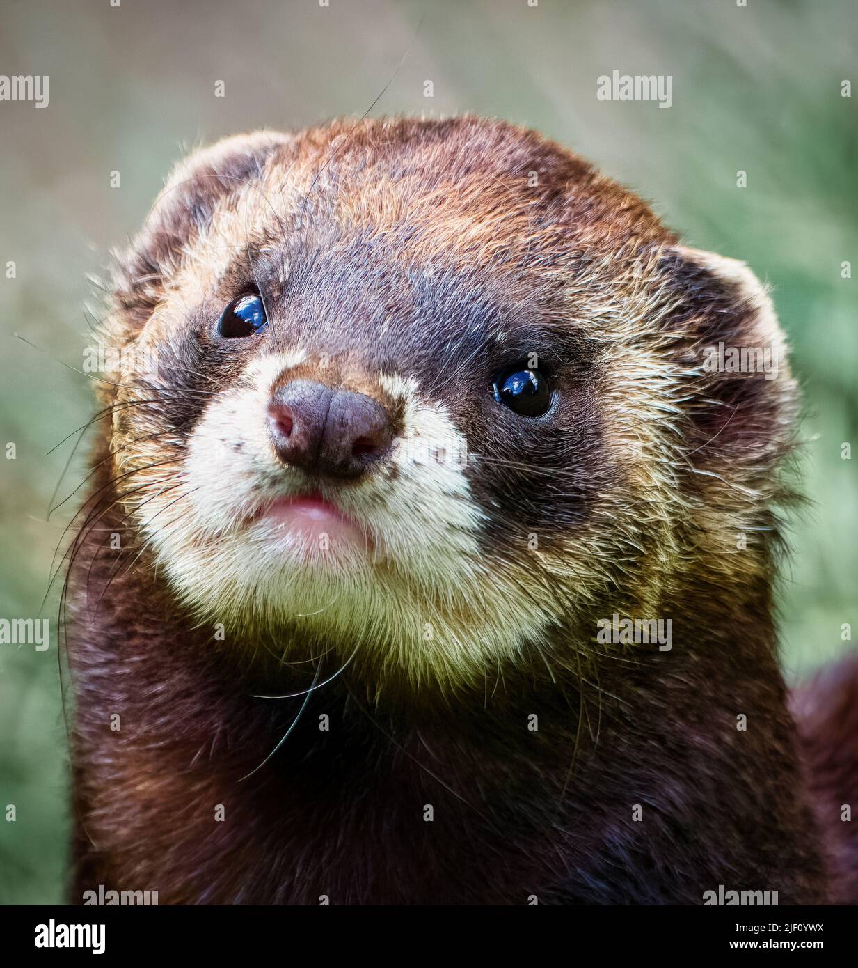 British polecat, recognisable by its bandit like appearance. Once near ...